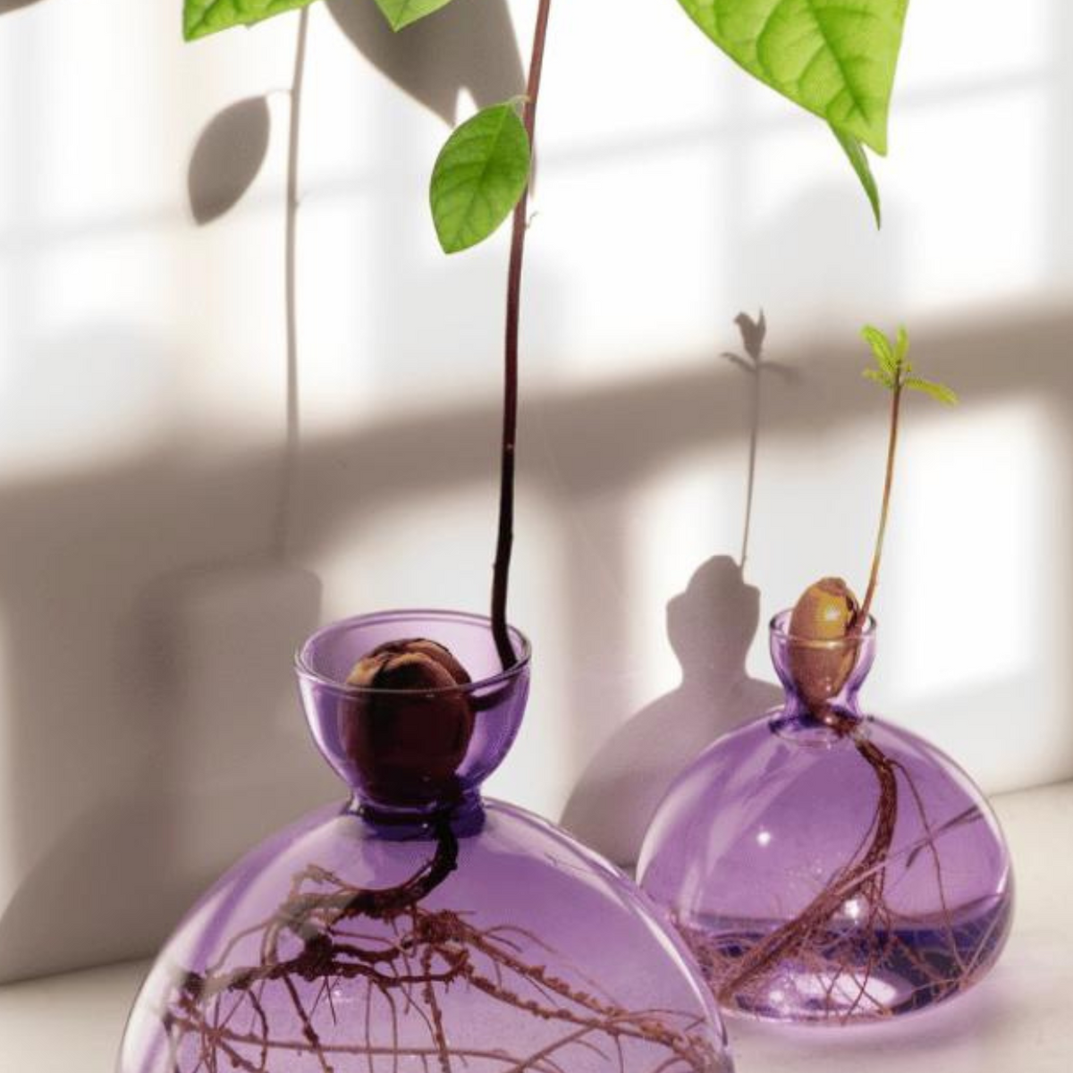 Kom godt fra start med din ILEX Studio vase – Balsalen